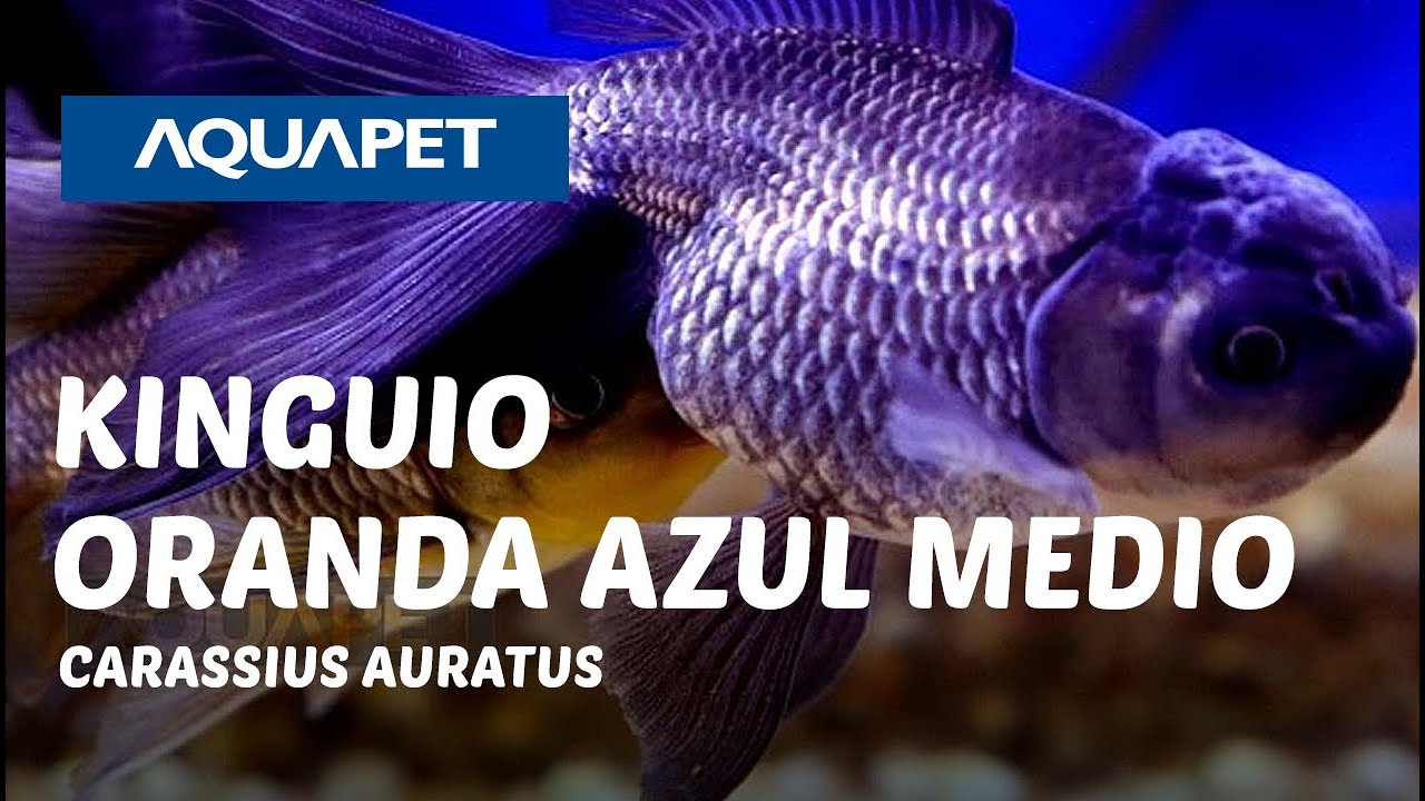 KINGUIO ''KINGYO'' ORANDA AZUL MEDIO (CARASSIUS AURATUS) - YouTube