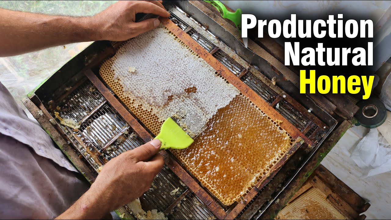 Production Natural Honey | Beekeeping | Raising Queen Bees Cells - YouTube