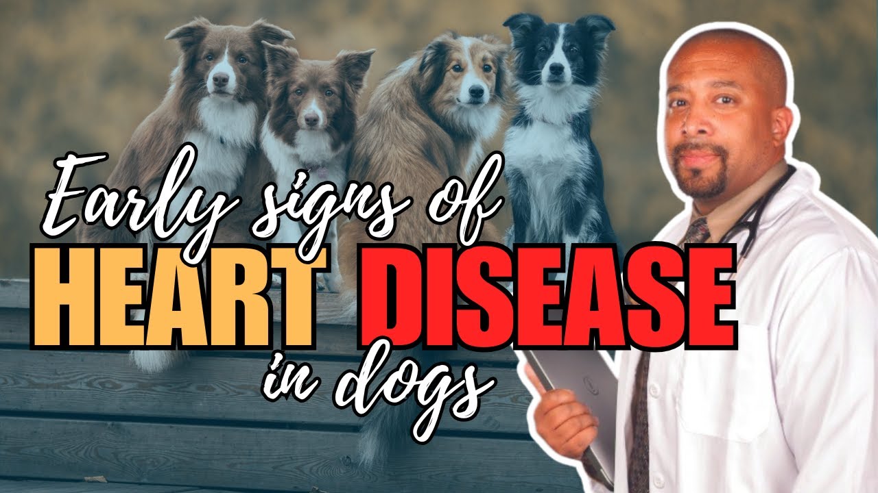 Early Signs of Heart Disease in Dogs: What Every Pet Owner Should Know ...