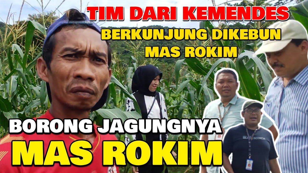 STAF DARI KEMENTERIAN DESA BERKUNJUNG DIKEBUN MAS ROKIM || IKUT PANEN DAN BORONG JAGUNG MAS ...
