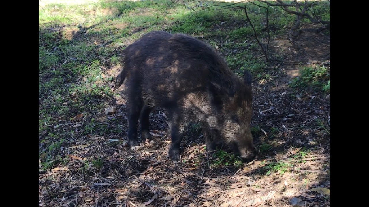 Wild boar invade BBQ site in Spanish countryside 4K - YouTube