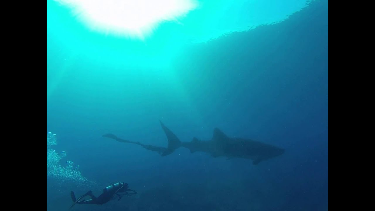 Diveboat Azores crewmember rescues Whale Shark - YouTube