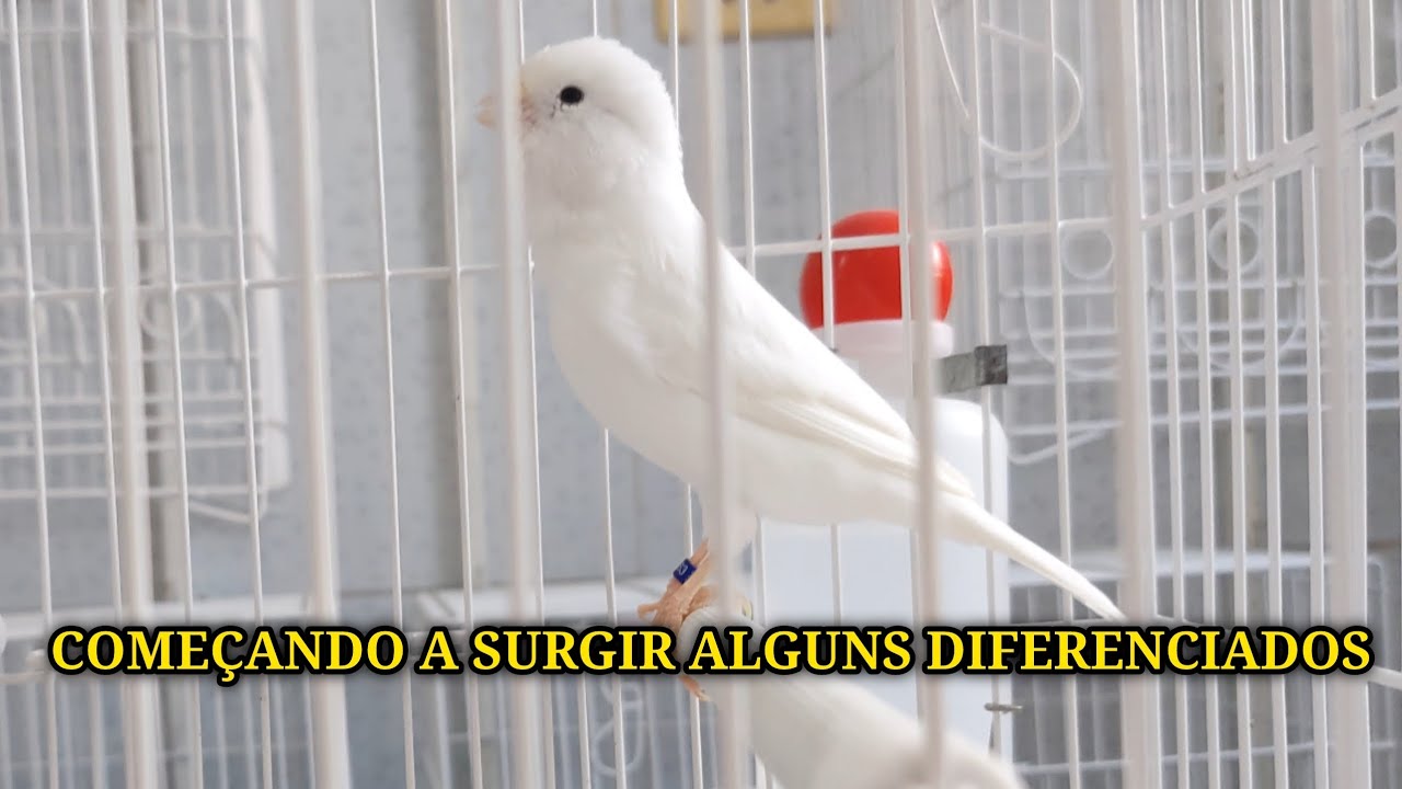 COMEÇANDO A SURGIR ALGUNS DIFERENCIADOS - YouTube