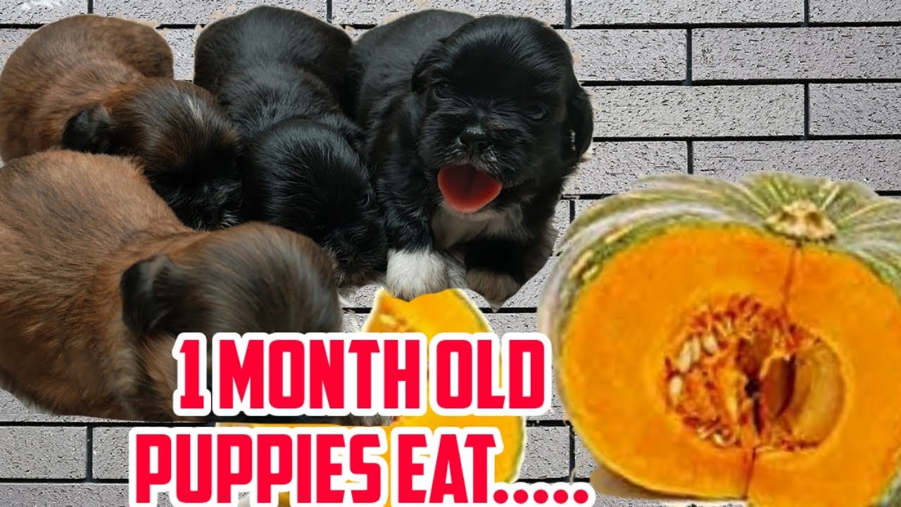 Puppies Eating Squash for the first time - YouTube