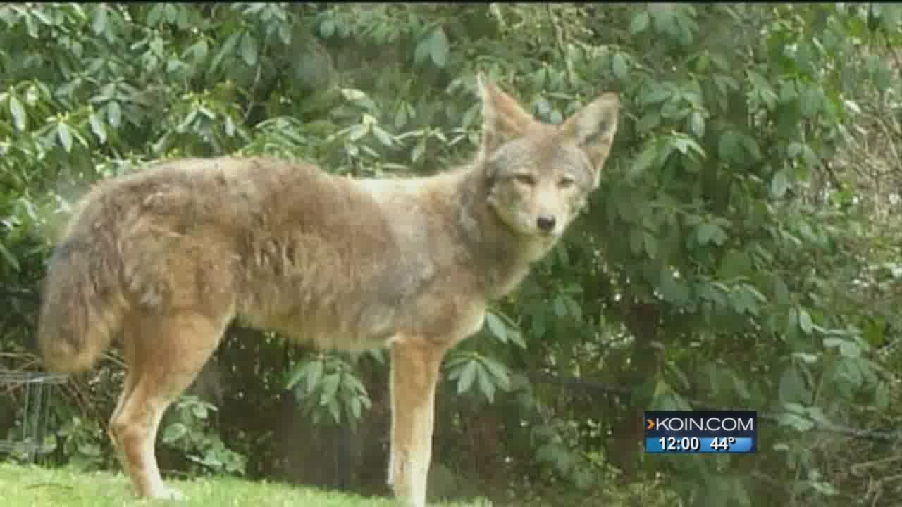 Coyotes live side-by-side with Portlanders - YouTube