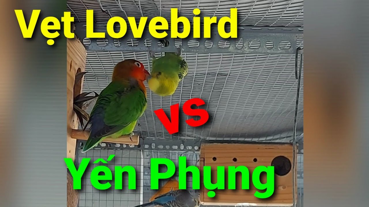 Vẹt Lovebird xây tổ cùng chim Yến phụng - YouTube