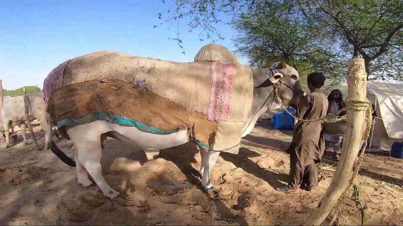 Sibi Mela tour | Sibi Mela 2020 - YouTube