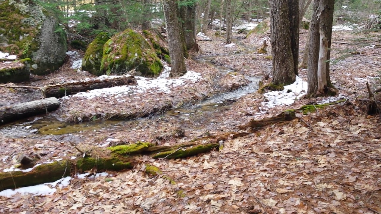 Feeder Stream - YouTube