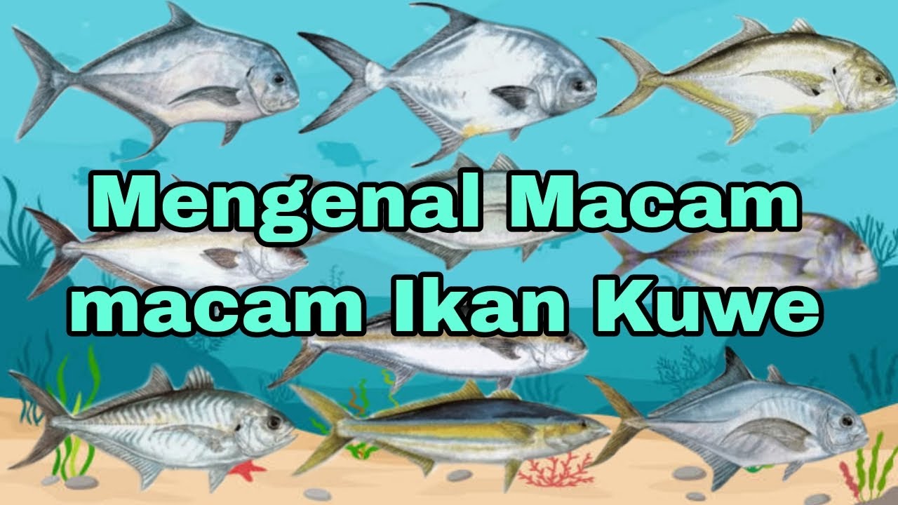 Mengenal Macam macam Ikan Kuwe - YouTube