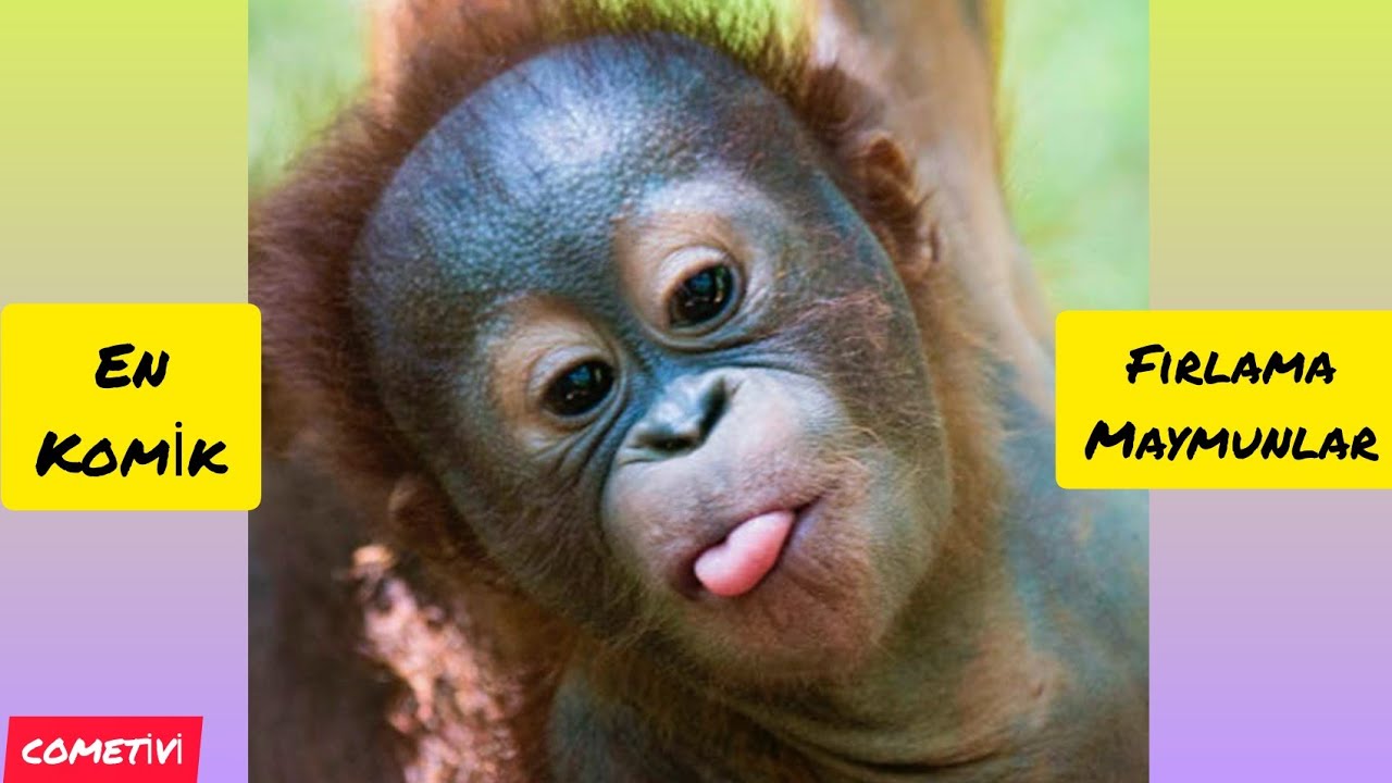 Komik Maymunlar 😂 Funny Monkey. En Komik Maymun Videoları 2021. Fırlama ...