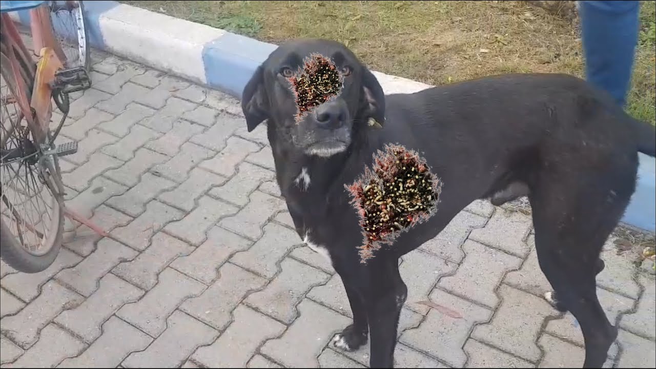 Removing Monster Mango worms From Helpless Dog! Animal Rescue Video ...
