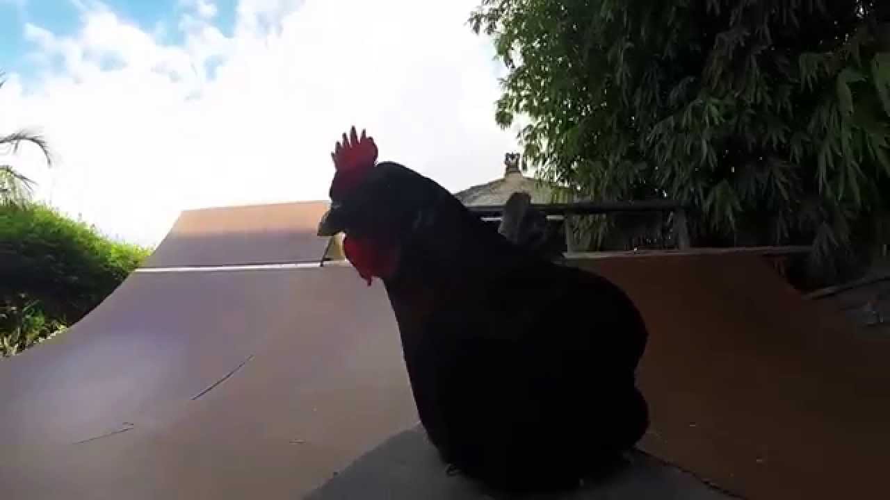 Skateboarding Chicken - Miniramp session - YouTube