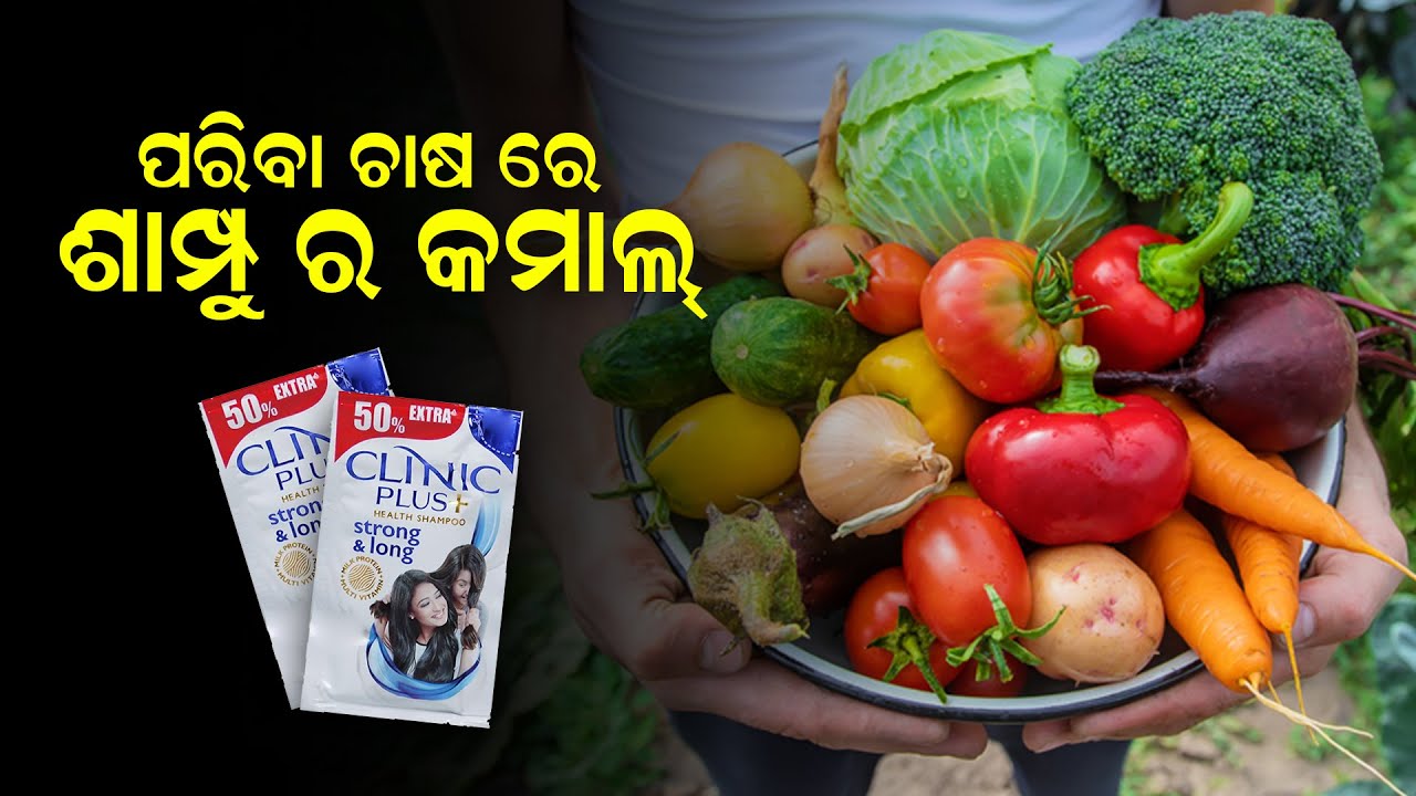 Pariba chasa odia | ପରିବା ଚାଷ ରେ ଶାମ୍ପୂ ର କମାଲ | New farming idea odia ...