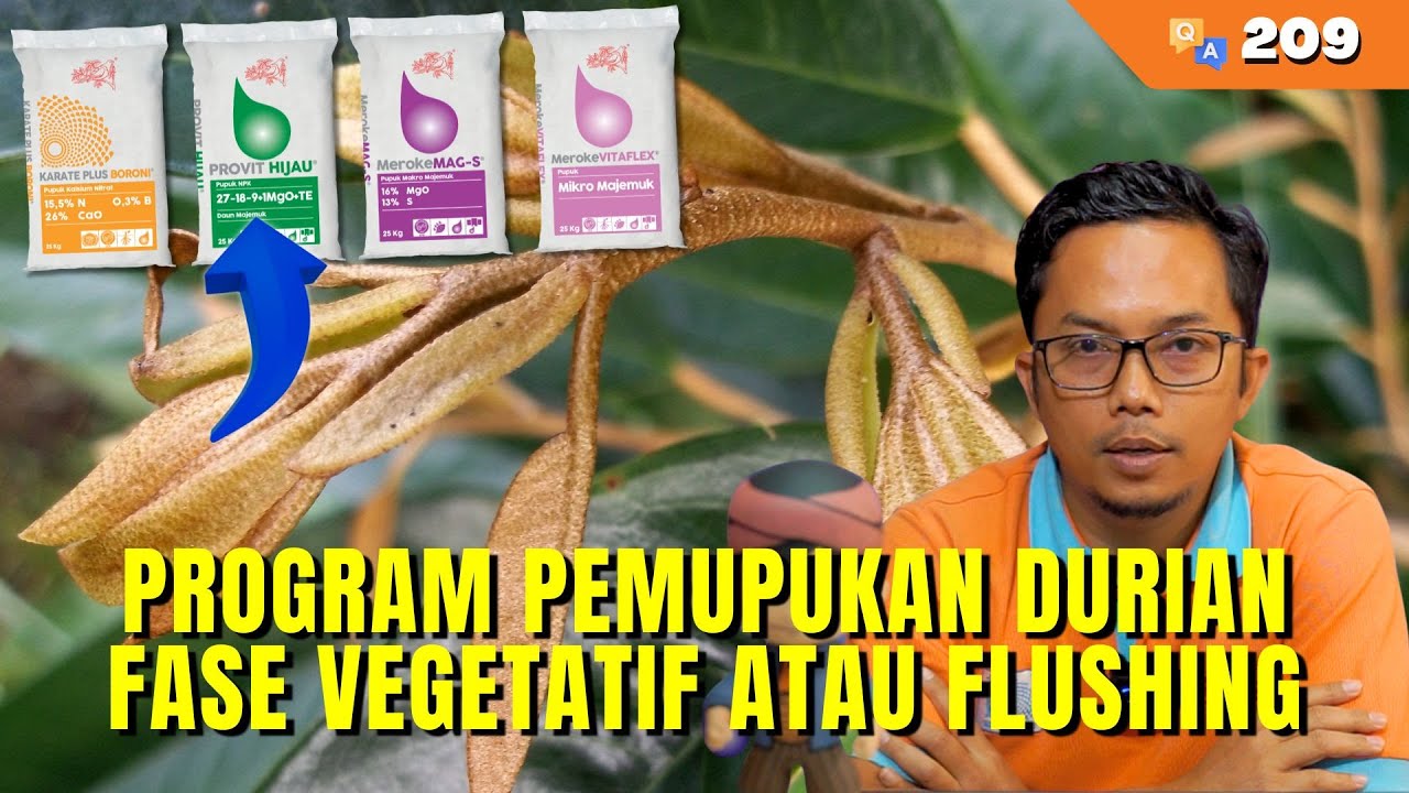 Program Pemupukan Durian Pada Periode Vegetatif Maupun Flushing | Q&A ...