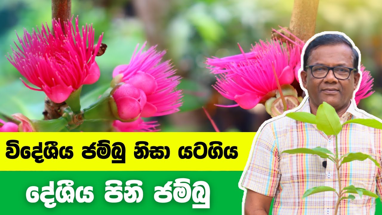 නියම පිනි ජම්බු කාලා තියනවද? | Pini Jambu | Mountain Apple | Ceylon ...