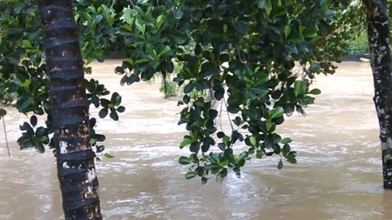Flood at Trivandrum - Killi River overflowing - YouTube