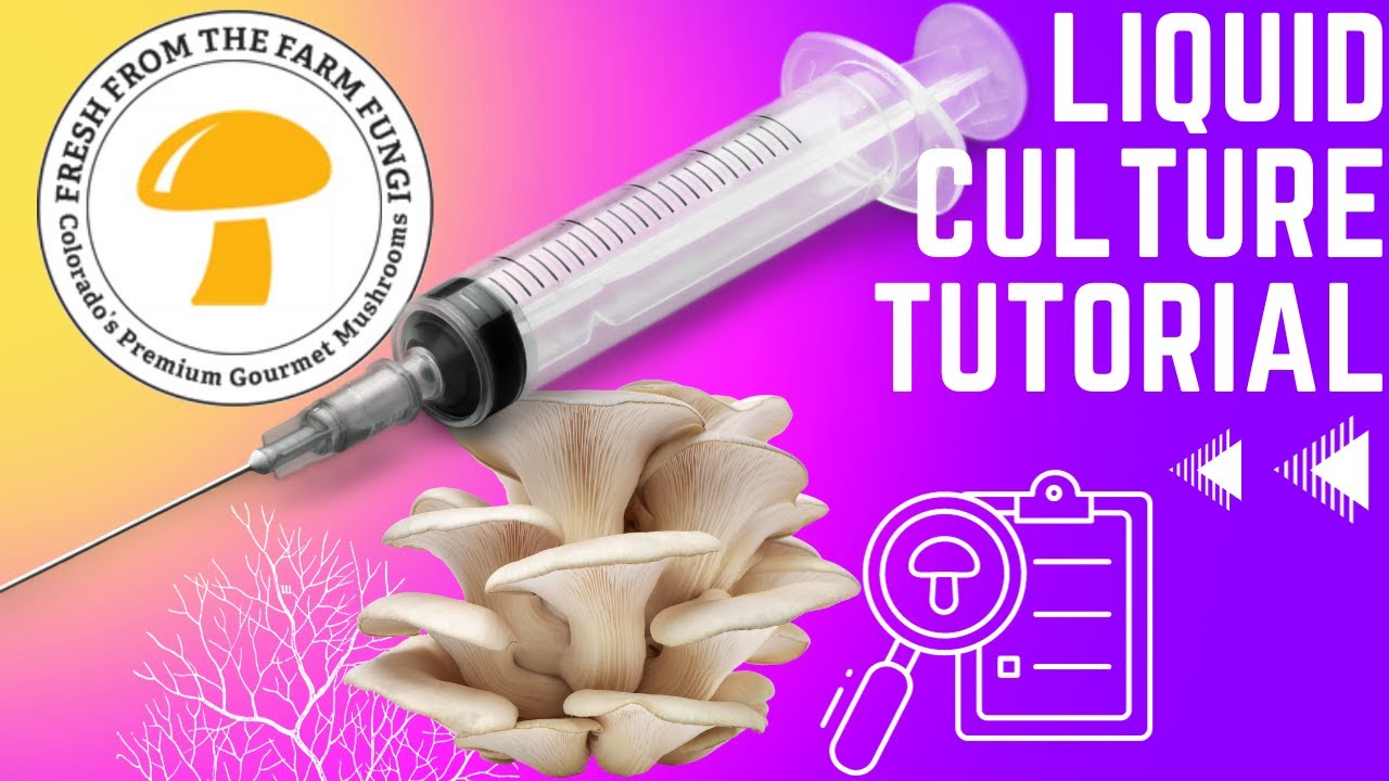 liquid culture tutorial FAQ - YouTube