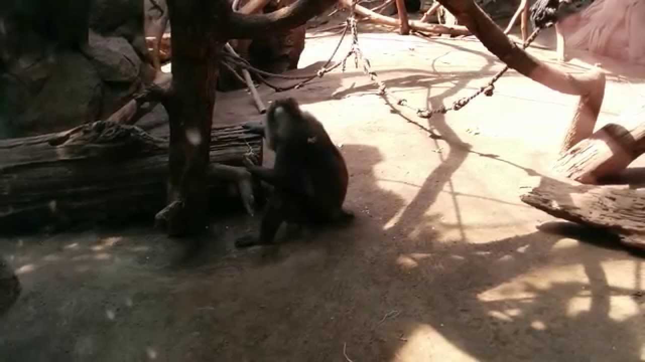 Monkey throwing up and eating it - YouTube