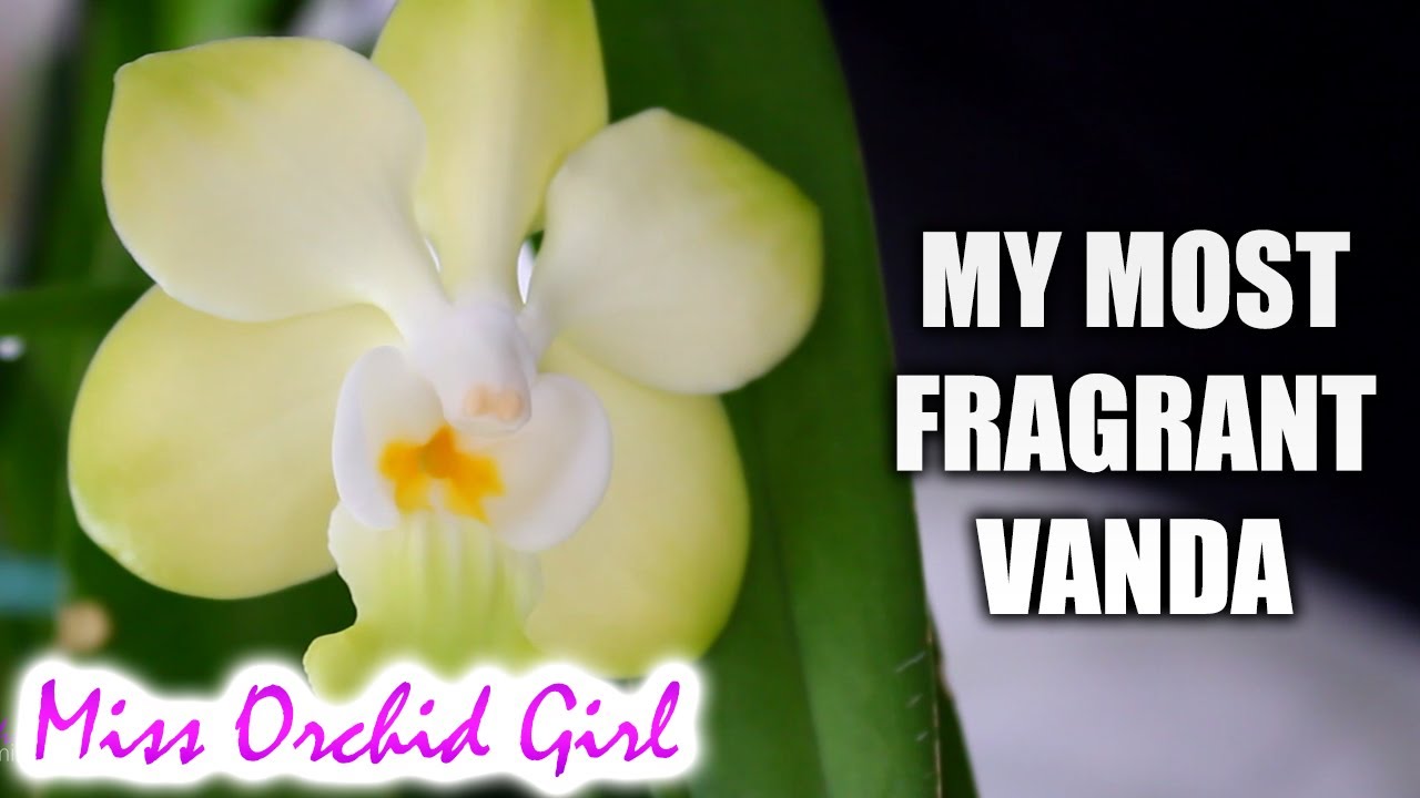 A night time fragrant Vanda Orchid! - and it's amazing :D - YouTube