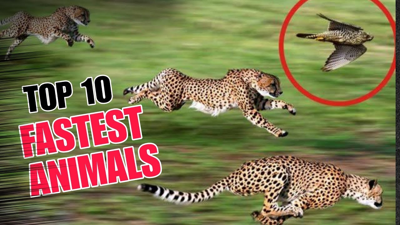 10 Most Fastest Animals on Earth || Shocking 😲😱 - YouTube
