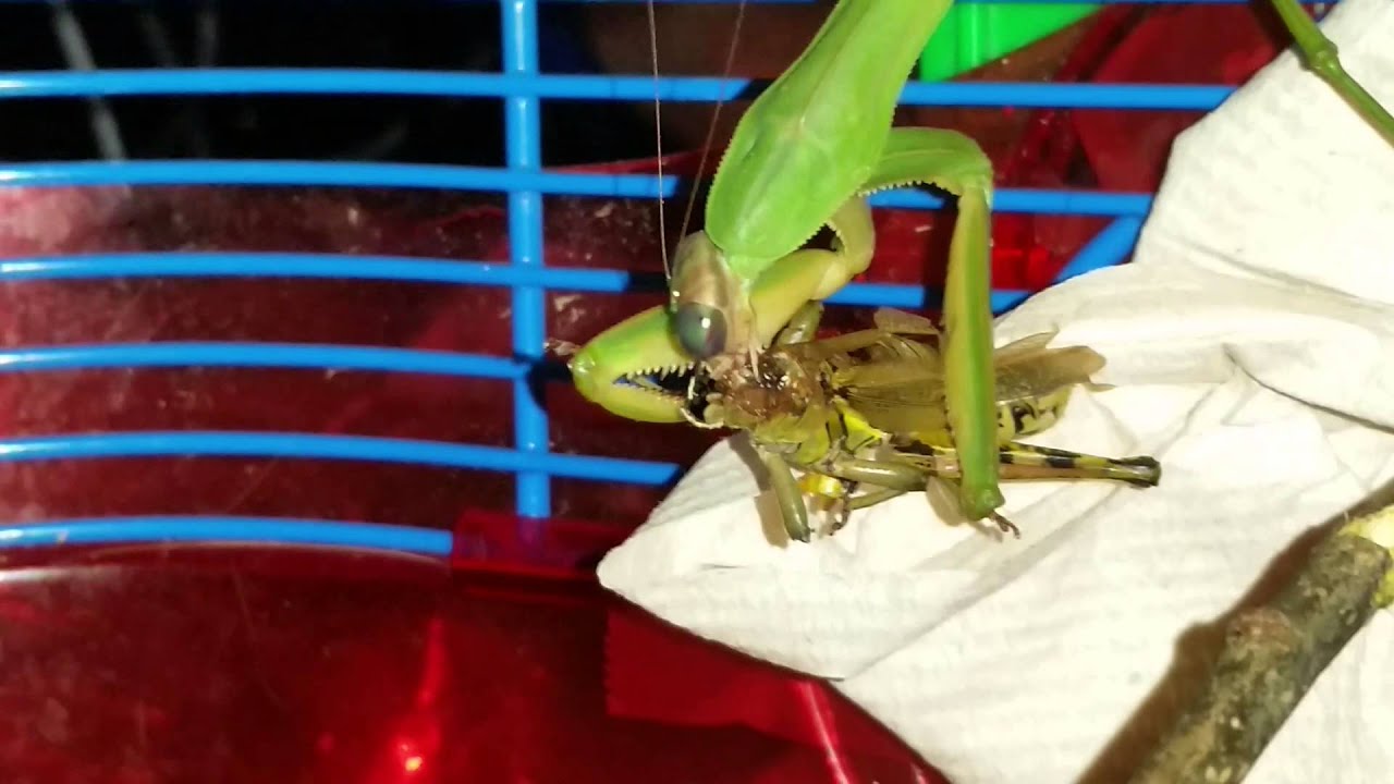 ZORAK the Praying Mantis - YouTube