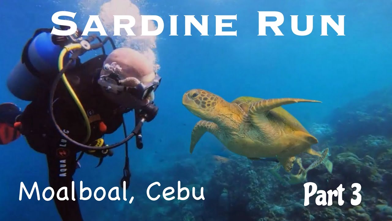 (Part 3) Experience the Underwater World: Swimming alongside Turtles in ...