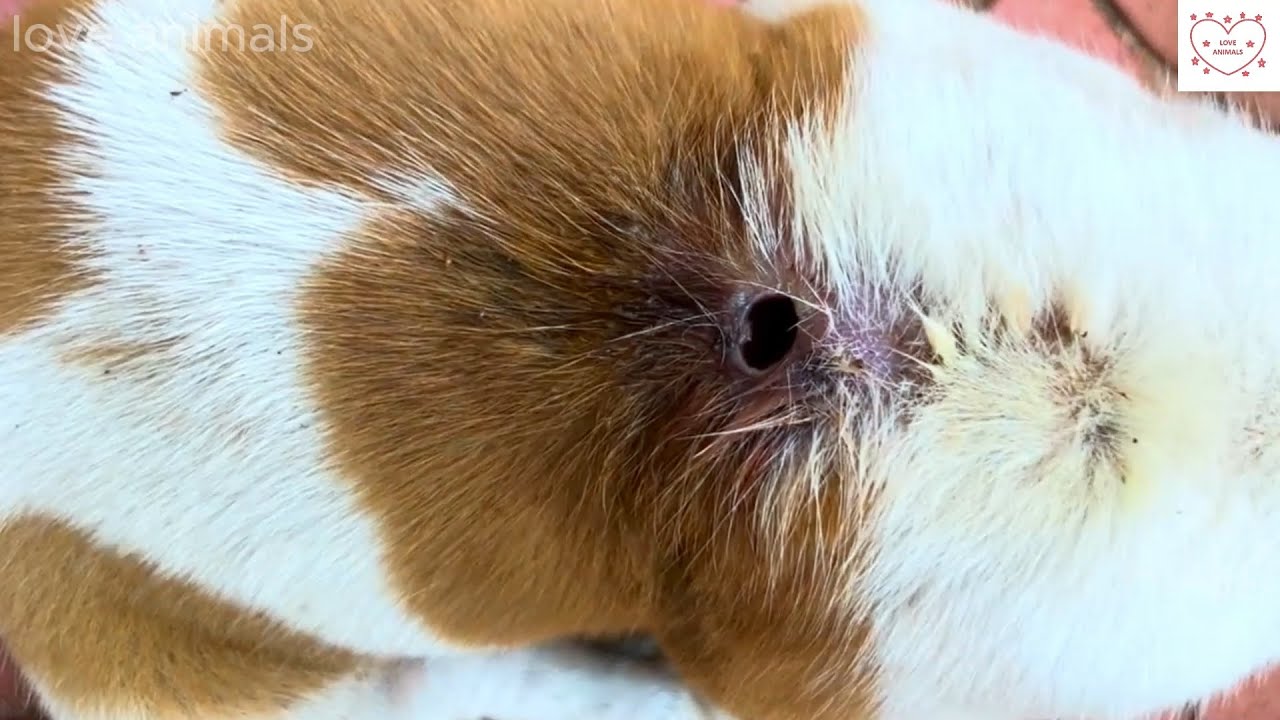 Maggots nest in small dogs' bodies | Rescue small dogs from parasitic ...