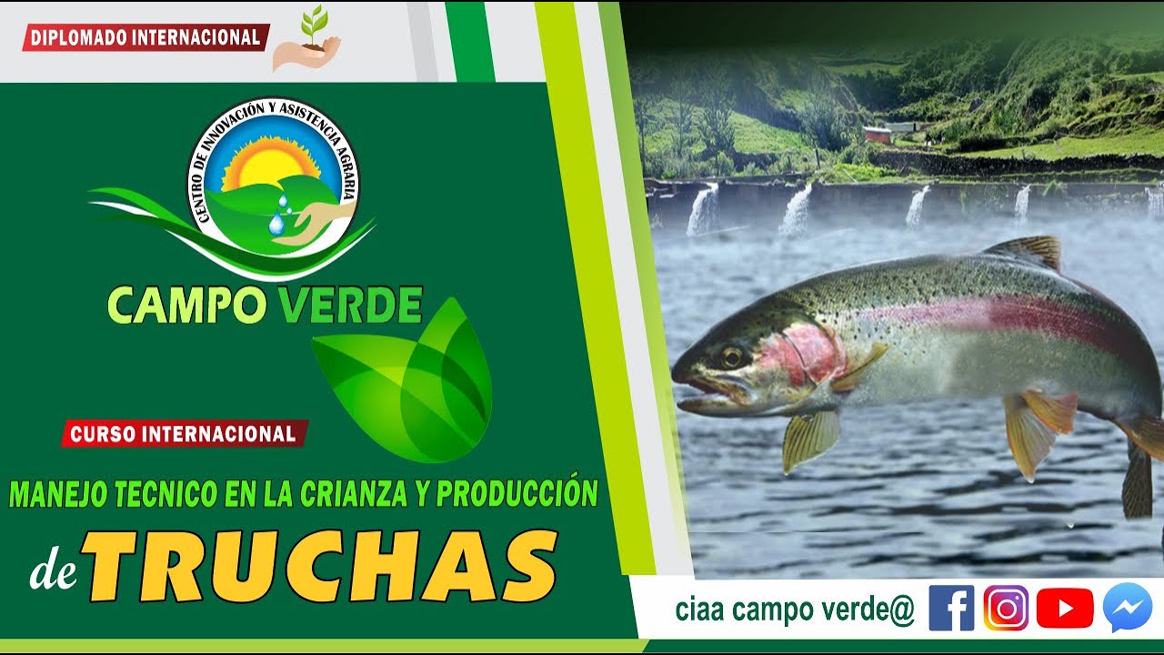 MANEJO TÉCNICO EN LA CRIANZA Y PRODUCCIÓN DE TRUCHAS - YouTube