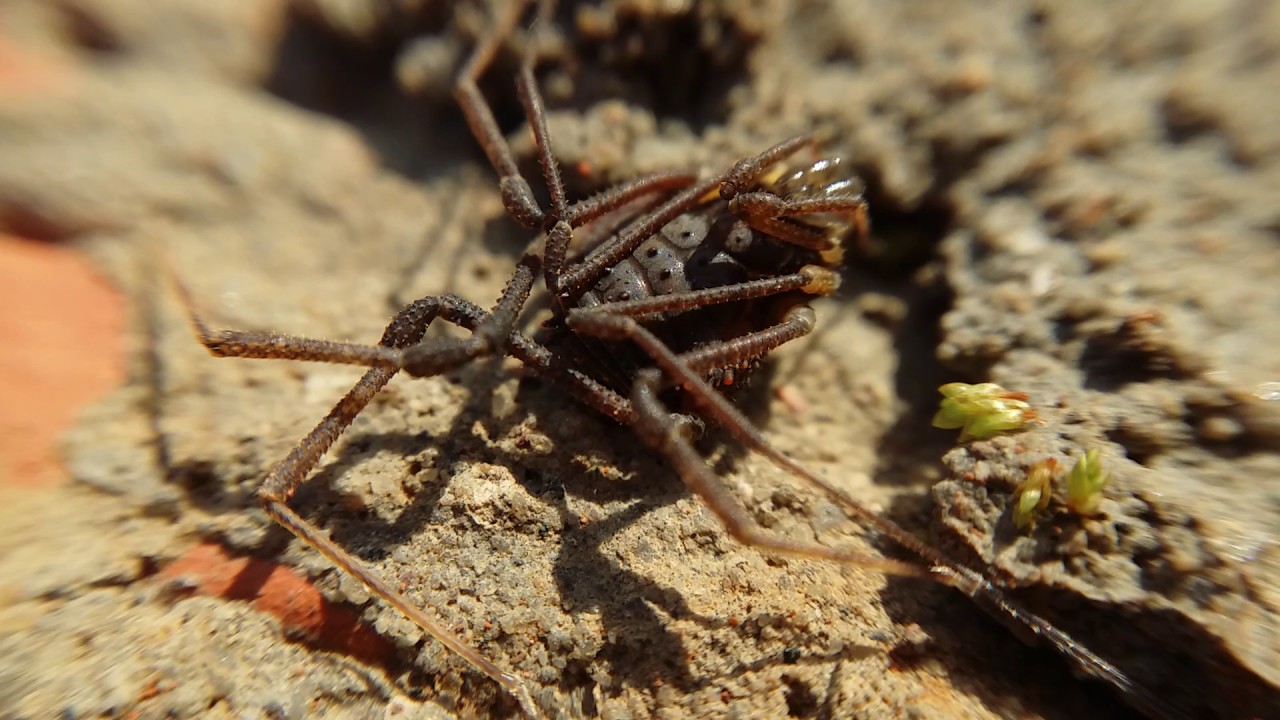 Aranha Frade - Opilião - Cafofo - A aranha que fede - YouTube