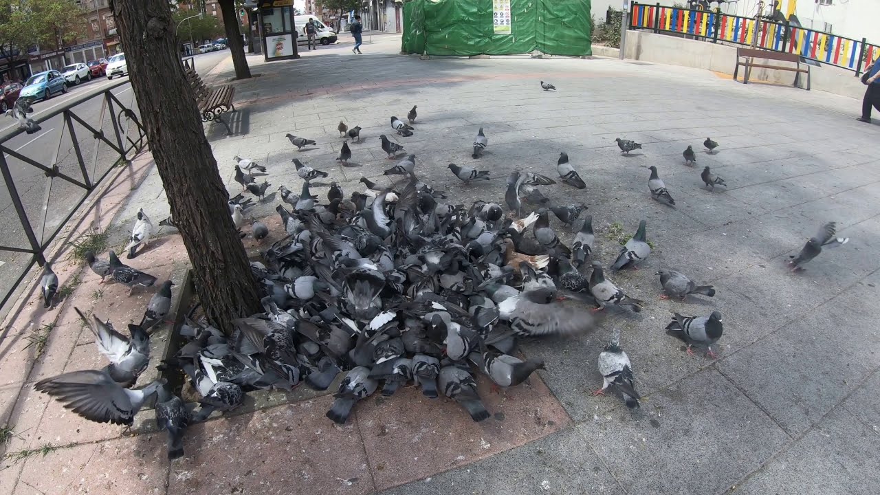 ZOMBIE PIGEONS in Madrid Spain - YouTube