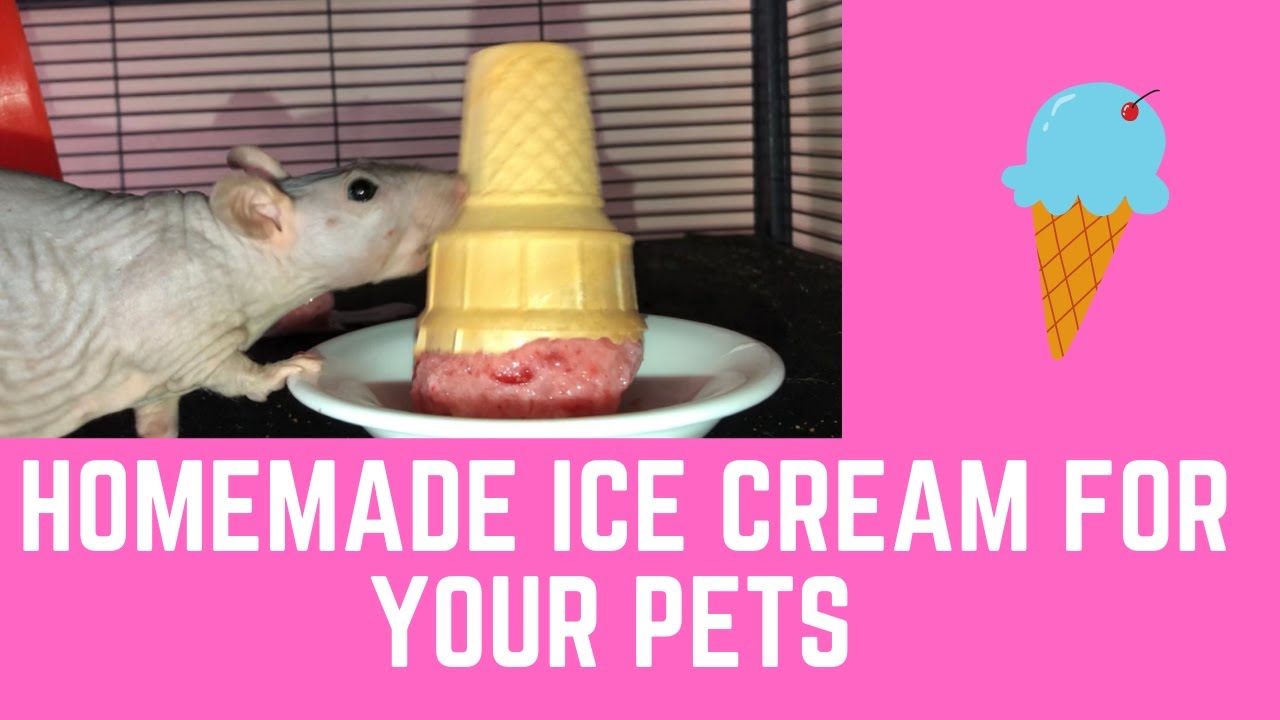 Homemade ice cream for rats - YouTube