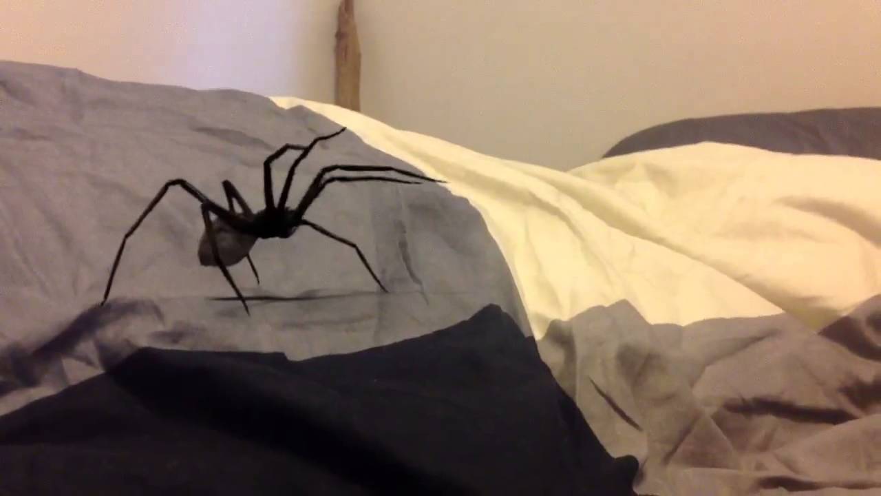 AHHHH SPIDER - YouTube