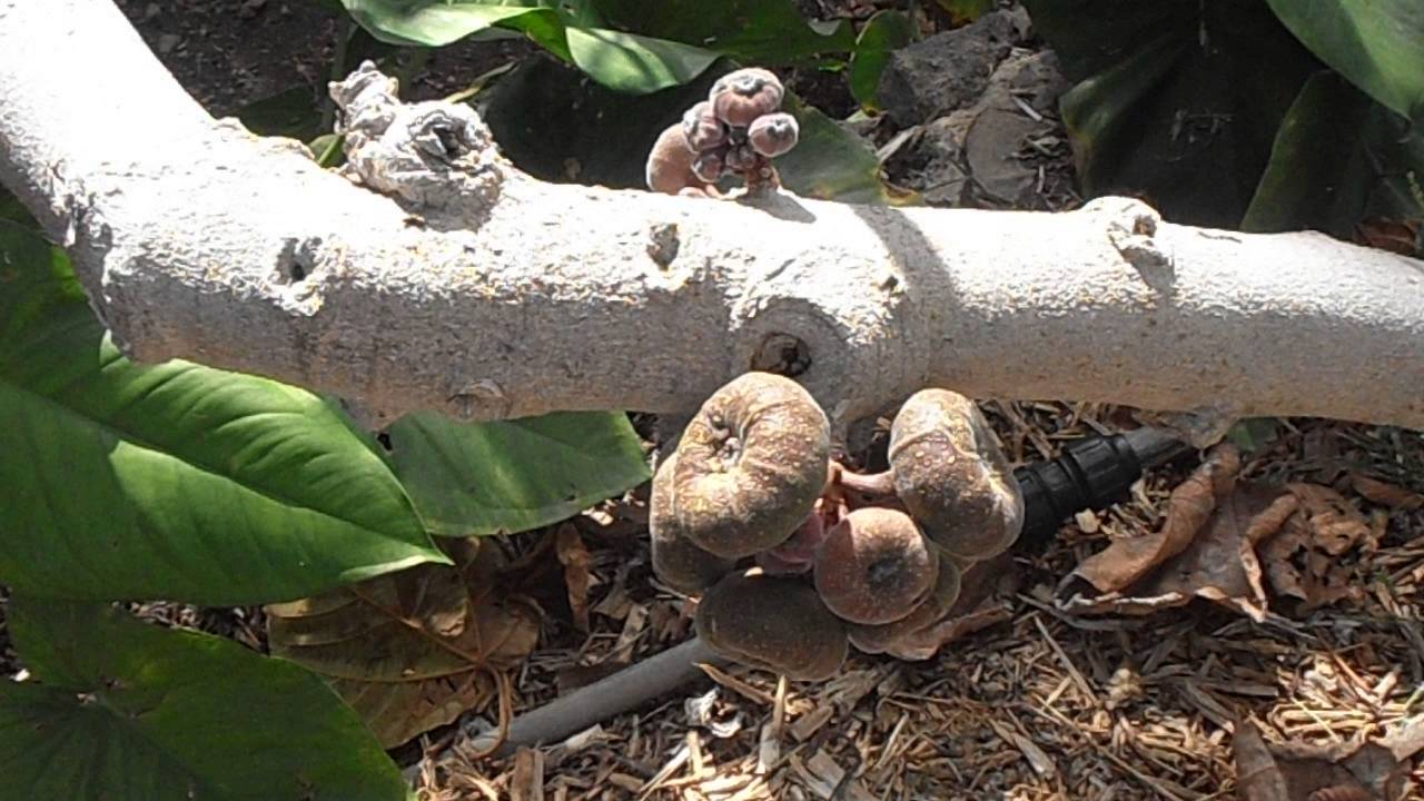 HIGUERA DEL HIMALAYA: Ficus auriculata (www.riomoros.com) - YouTube