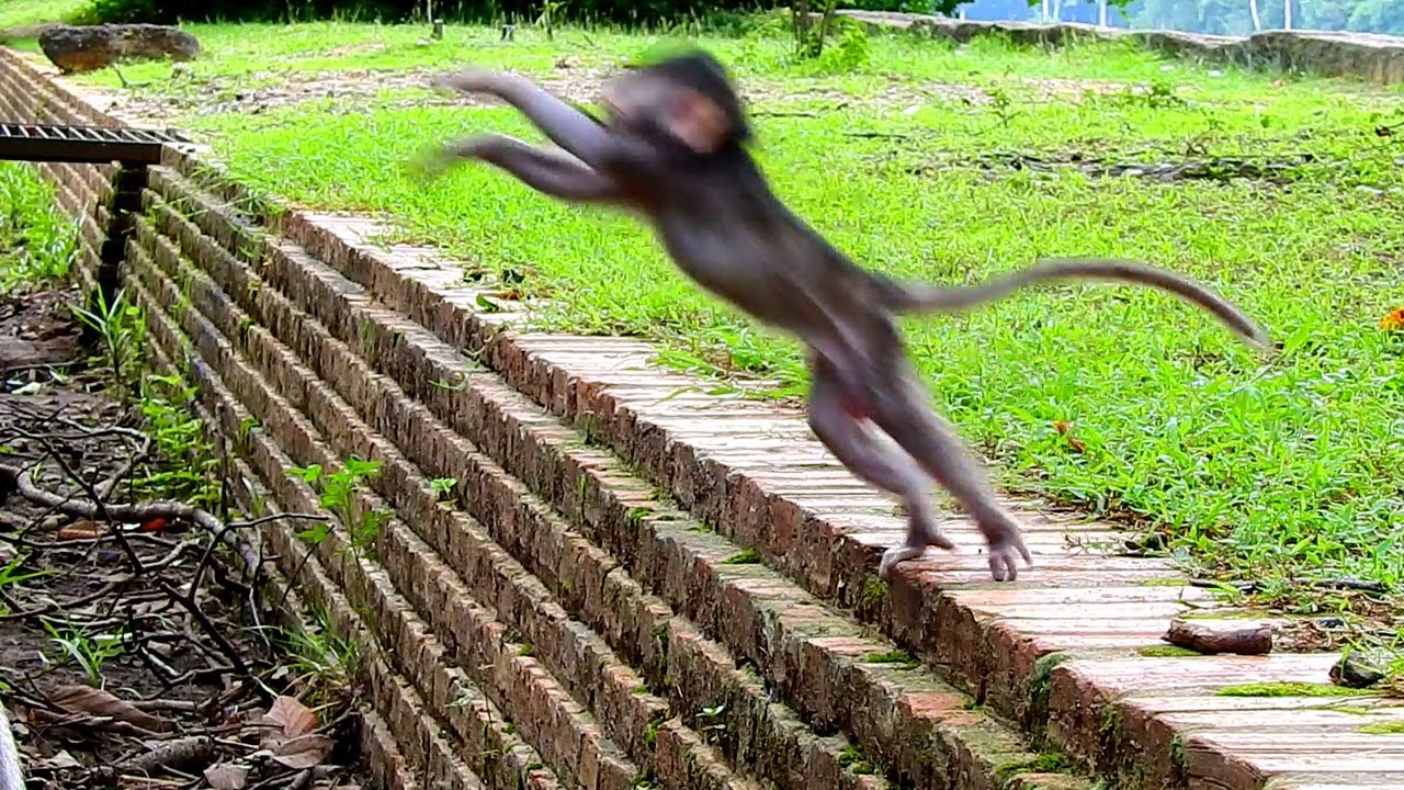 Beautiful Baby Monkey Jump Over Big Canal V.ery Skil l in Saf.e ...