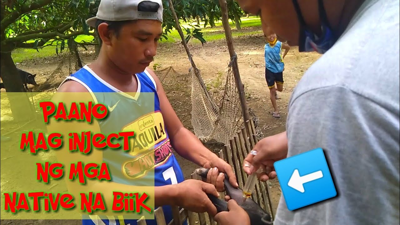 PAANO MAG INJECT NG NATIVE NA BIIK//BUHAY PROBINSYA - YouTube