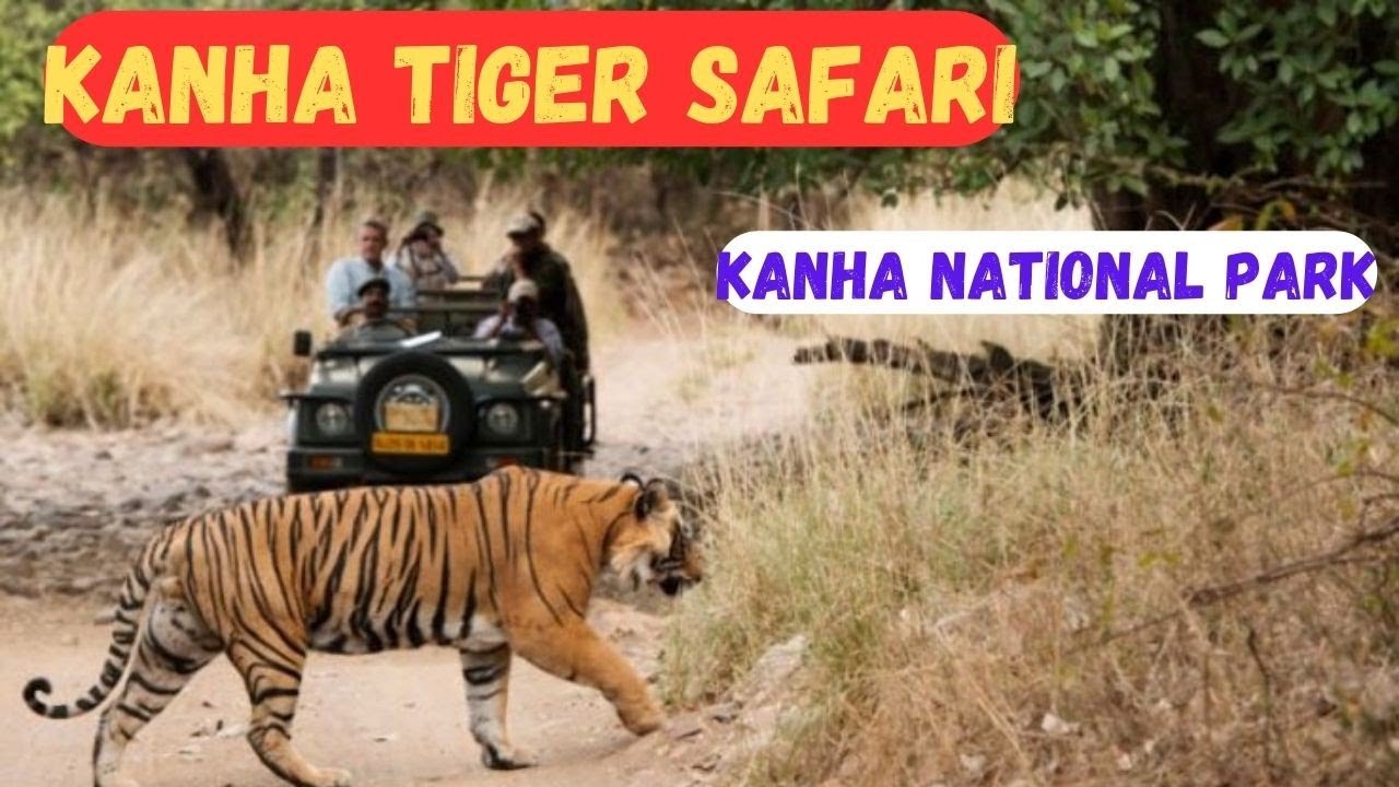 Kanha Tiger Safari II Kanha National Park II Kanha Jungle Safari II MP ...