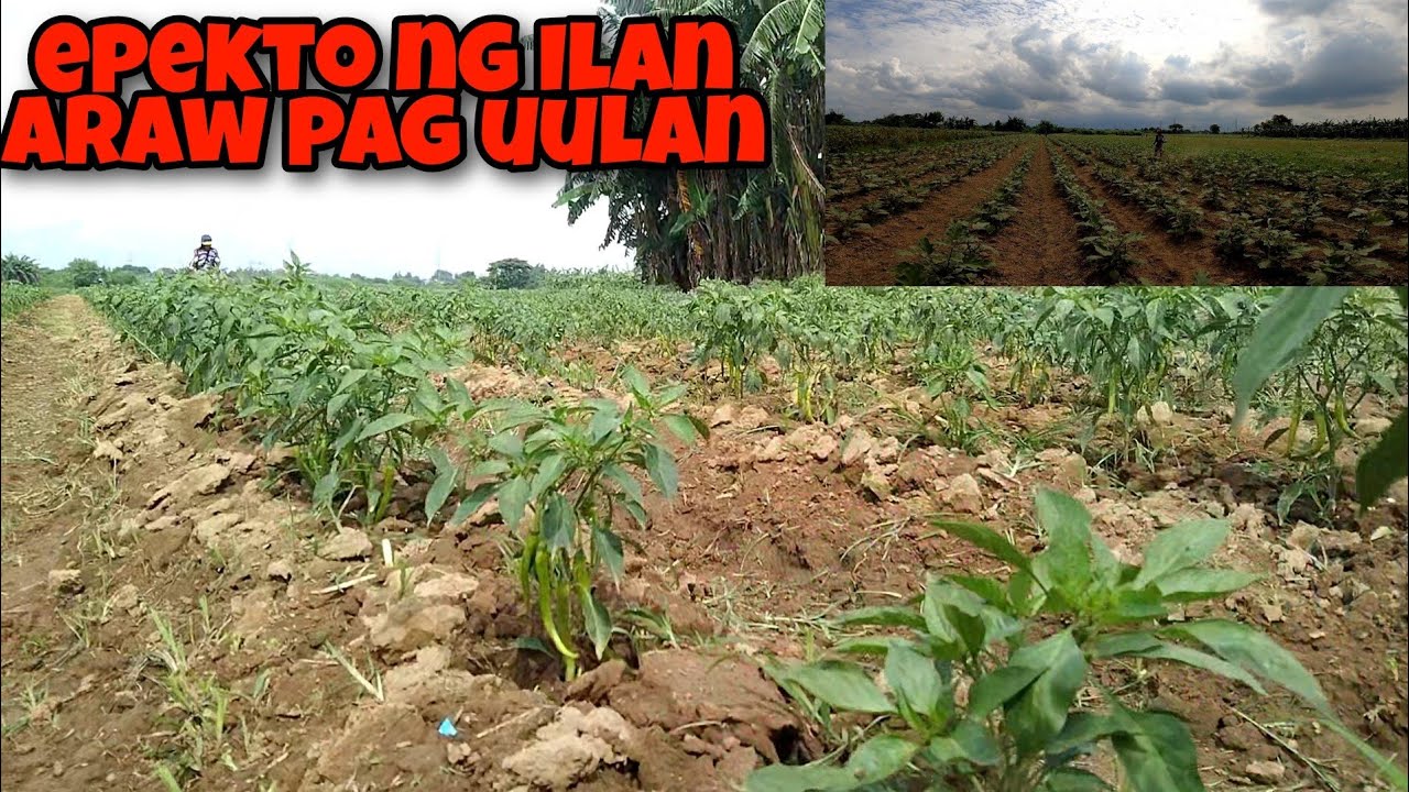 BIGLANG BULAS NG MGA SILI AT TALONG + PAG GRASS CUTTER - YouTube