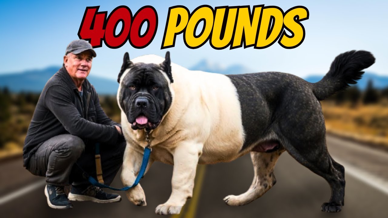 Top 10 Heaviest Dog breeds in the world - YouTube