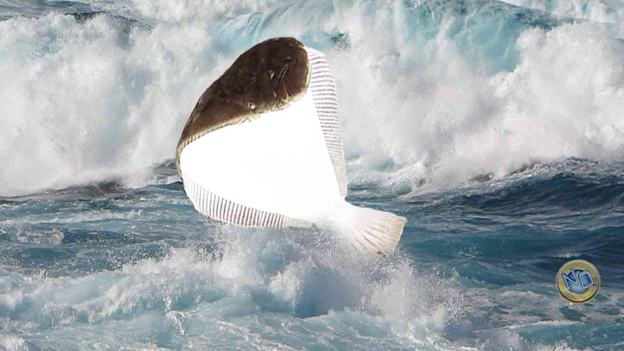 PECES PLANOS y sus Grandes e Increíbles Saltos 【Pleuronectiformes ...