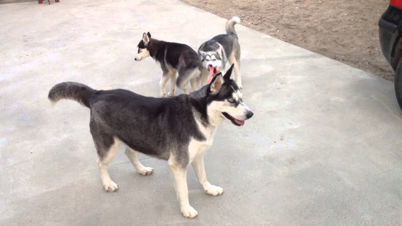 Little husky dother "walking" his mother for a spin :)) - YouTube