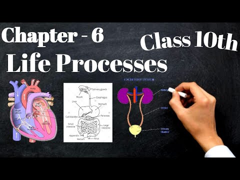Class 10th| Science| Chapter 6 Life Processes | Movement, Nutrition ...