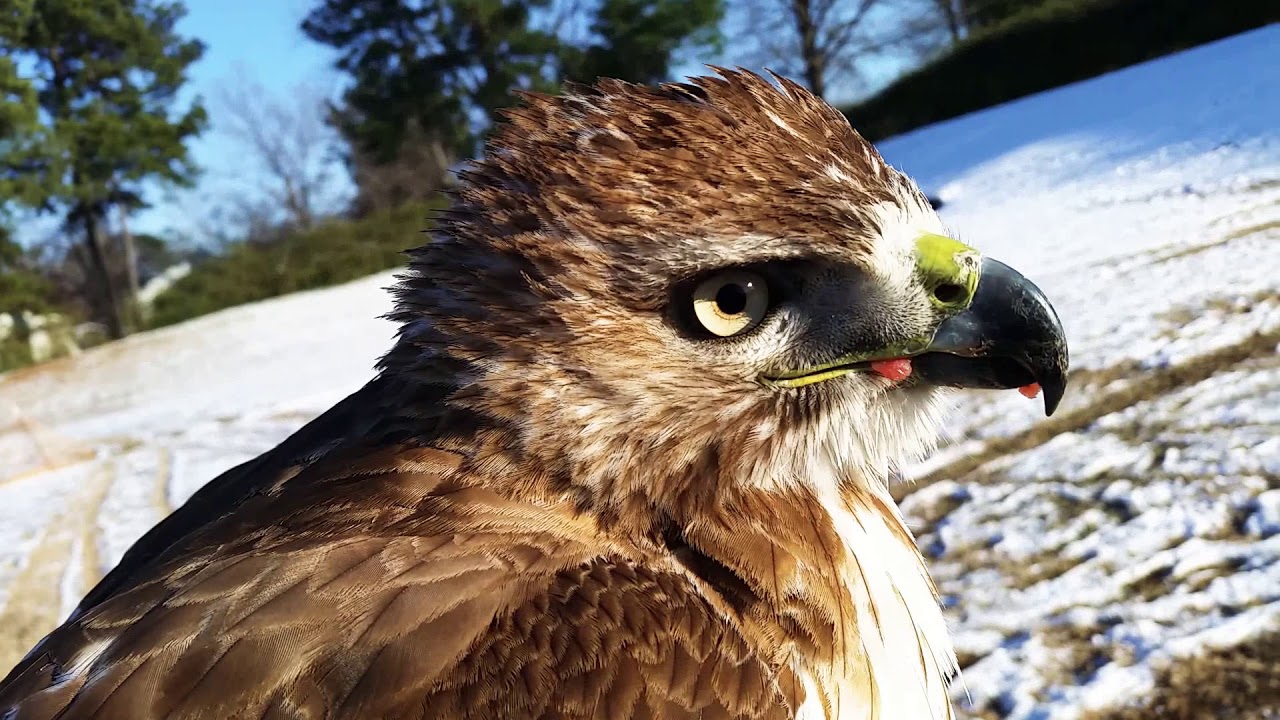 Training My Red Tailed Hawk - YouTube