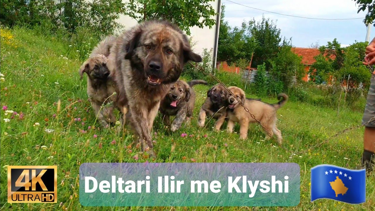 Qeni i Sharrit | Deltari Ilir me Klyshit | Illyrian Shepherd Dog 🇽🇰 ...