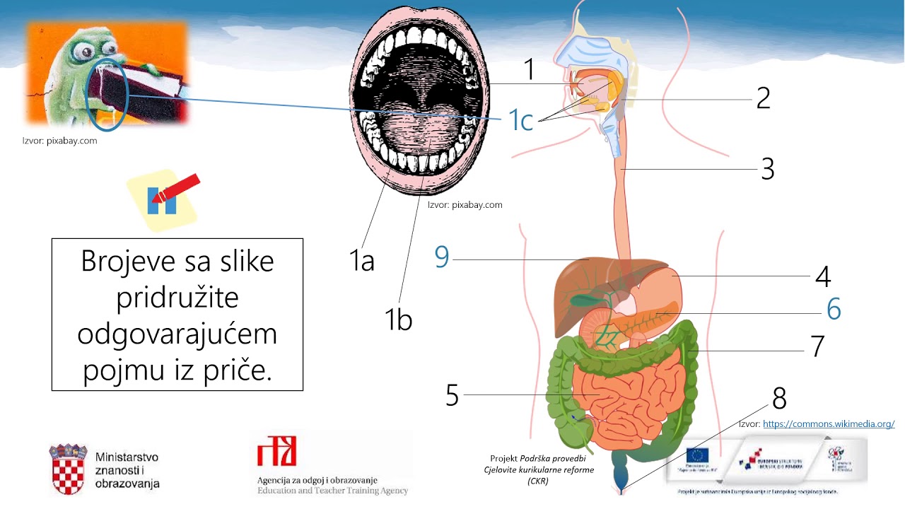 Biologija 7 R OŠ Prehrana čovjeka Građa Probavnog Sustava Youtube