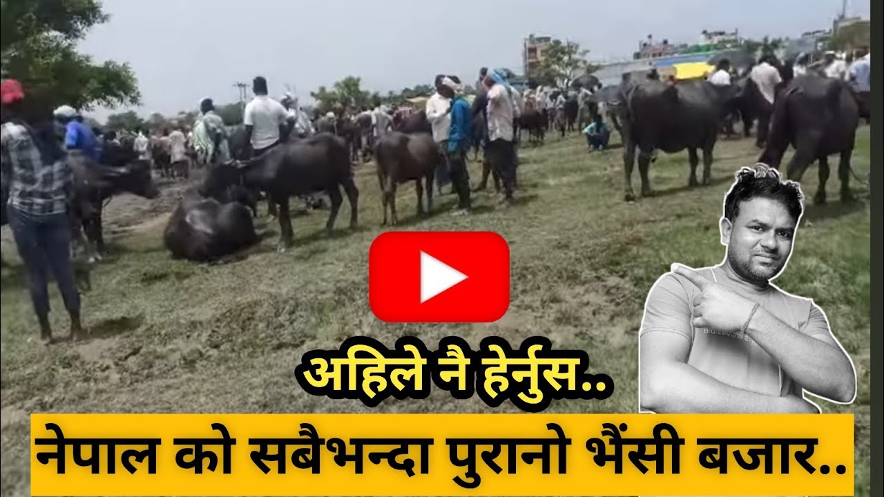 नेपाल कै ठुलो भैंसी र पाडा पाडी बजार ! Buffalo Market Of Nepal ! Bhaisi ...