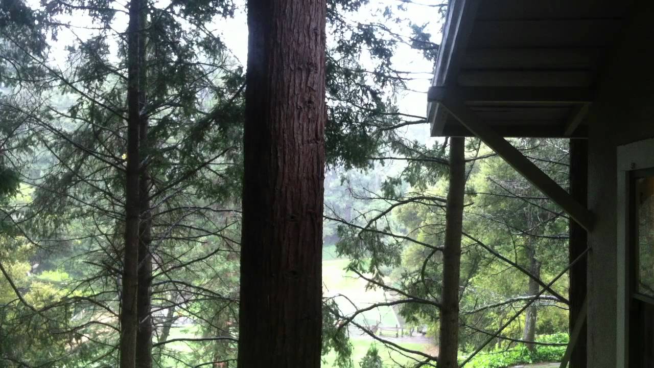 Bending, Not Breaking: A Redwood Tree Trunk Sways with the Wind - YouTube