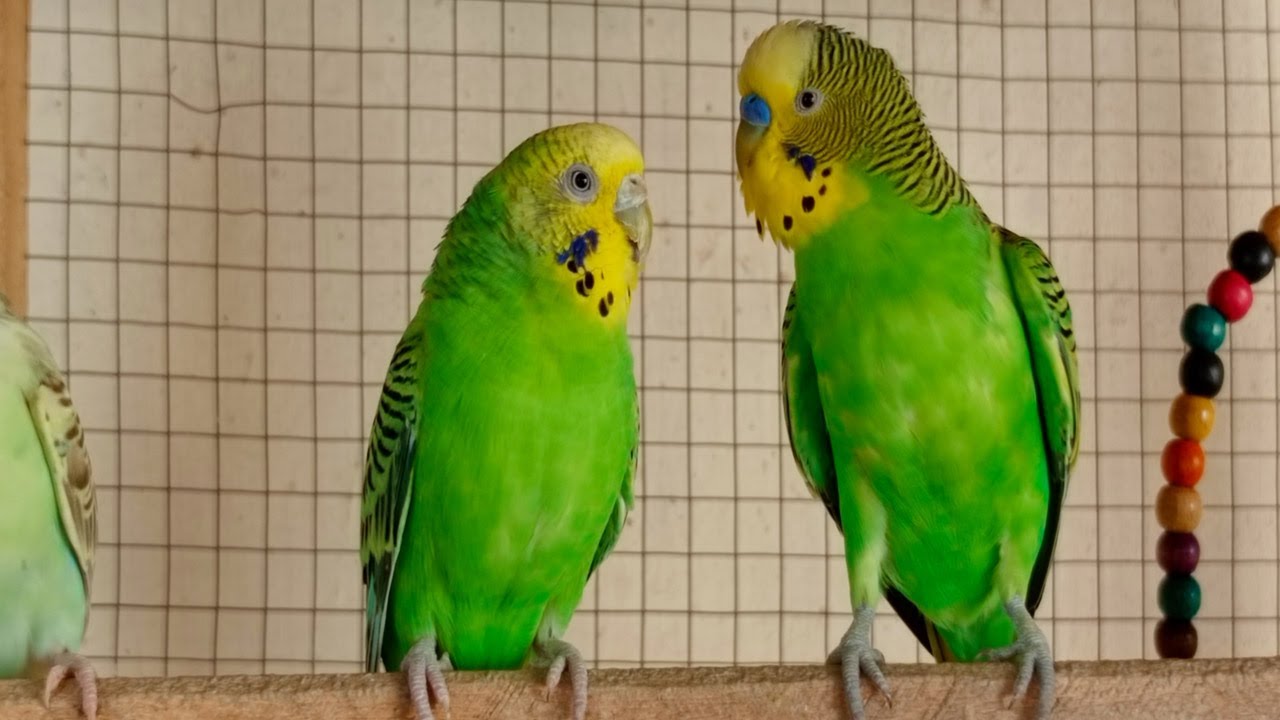 10 Hr Budgies Chirping Talking Singing Parakeets Sounds Reduce Stress ...