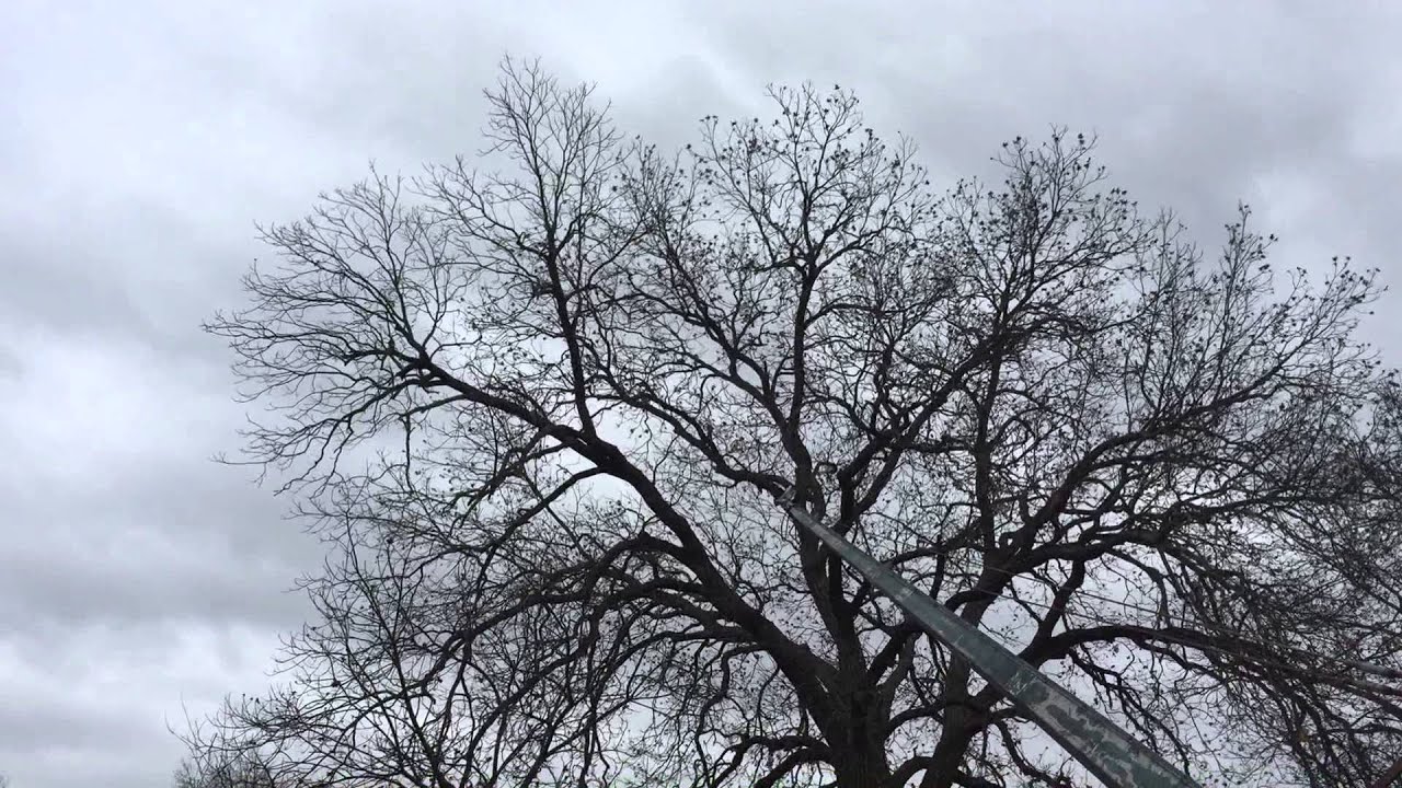 Shaking the Trees - YouTube