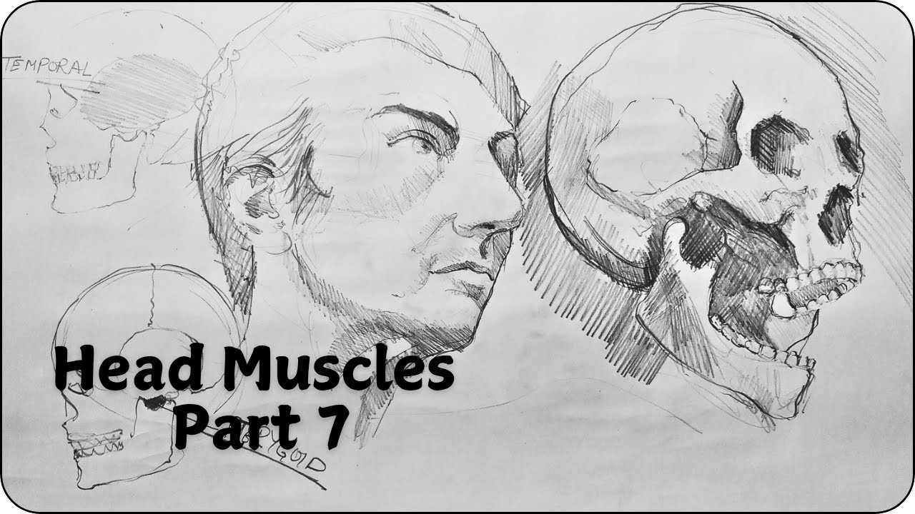 Anatomy Part 7: Head Muscles Tutorial - reference book "Drawing Human ...
