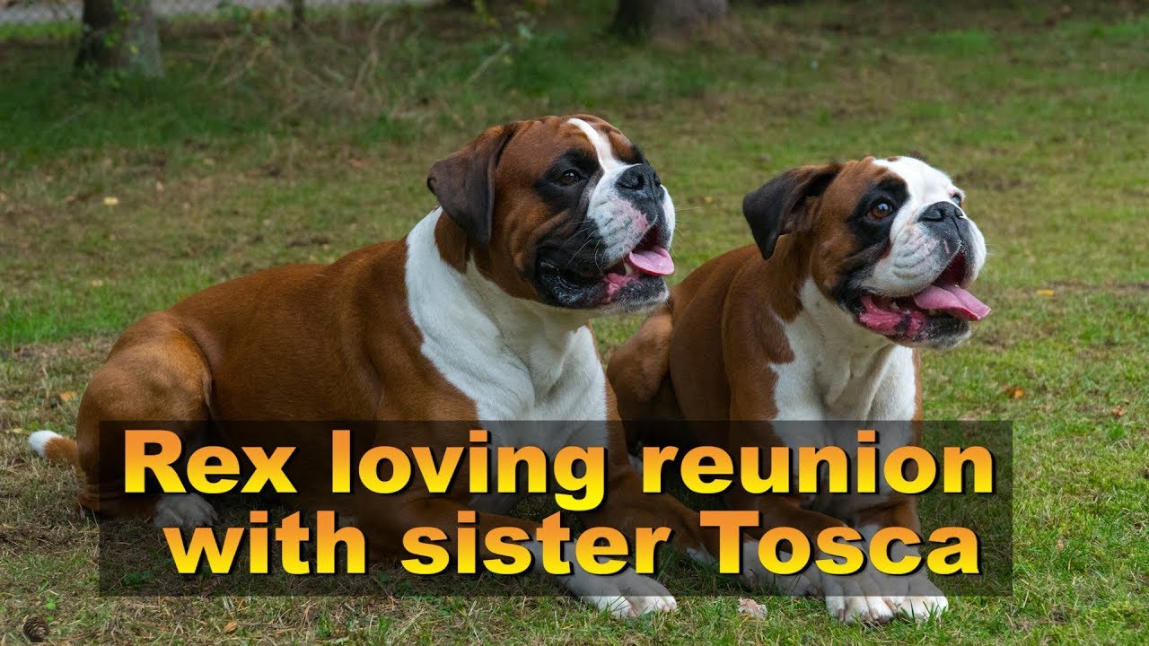 Can I Breed Father And Daughter Dogs